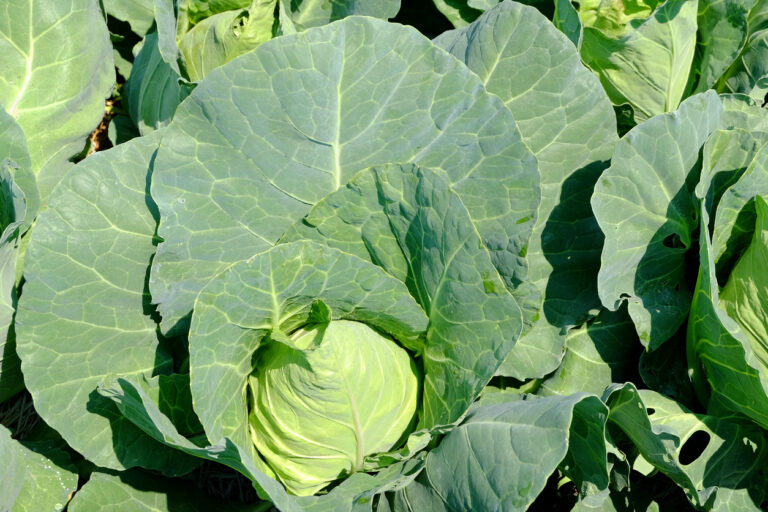 Which Cabbage Should You Grow? A Quick Guide To Popular Varieties – The ...
