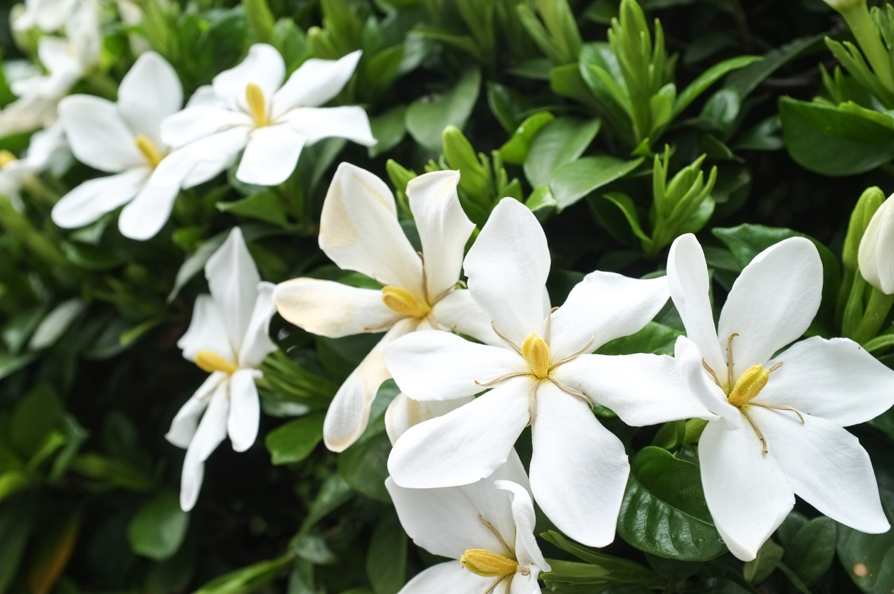 16 Flowers With Secret Meanings – The Nature Network