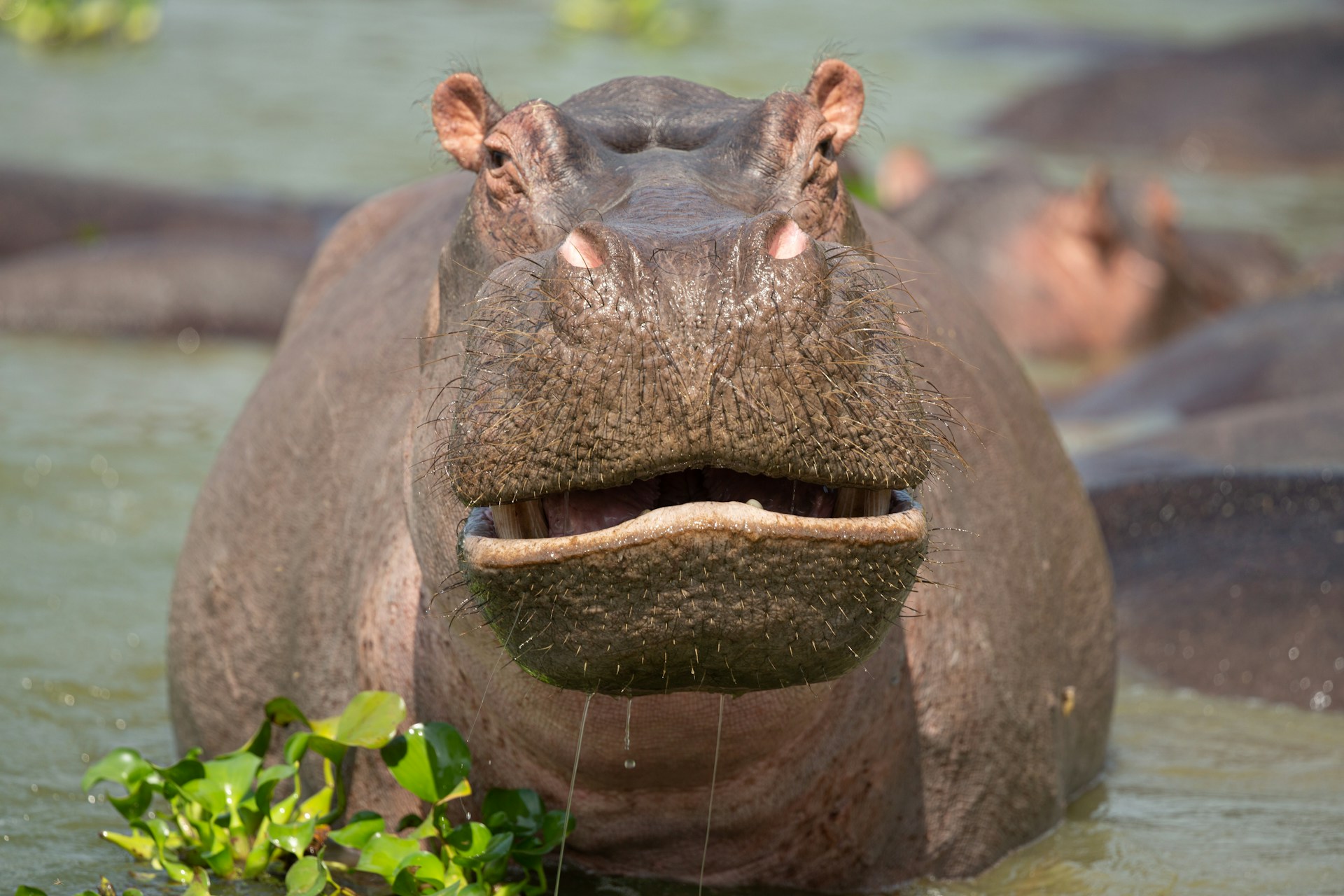 Meet the Animal With the Strongest Bite in the Animal Kingdom – The ...