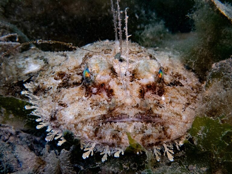 Some Of The Weirdest Fish In The World – The Nature Network