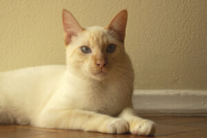 What Are Siamese Flame-Point Cats? – The Nature Network