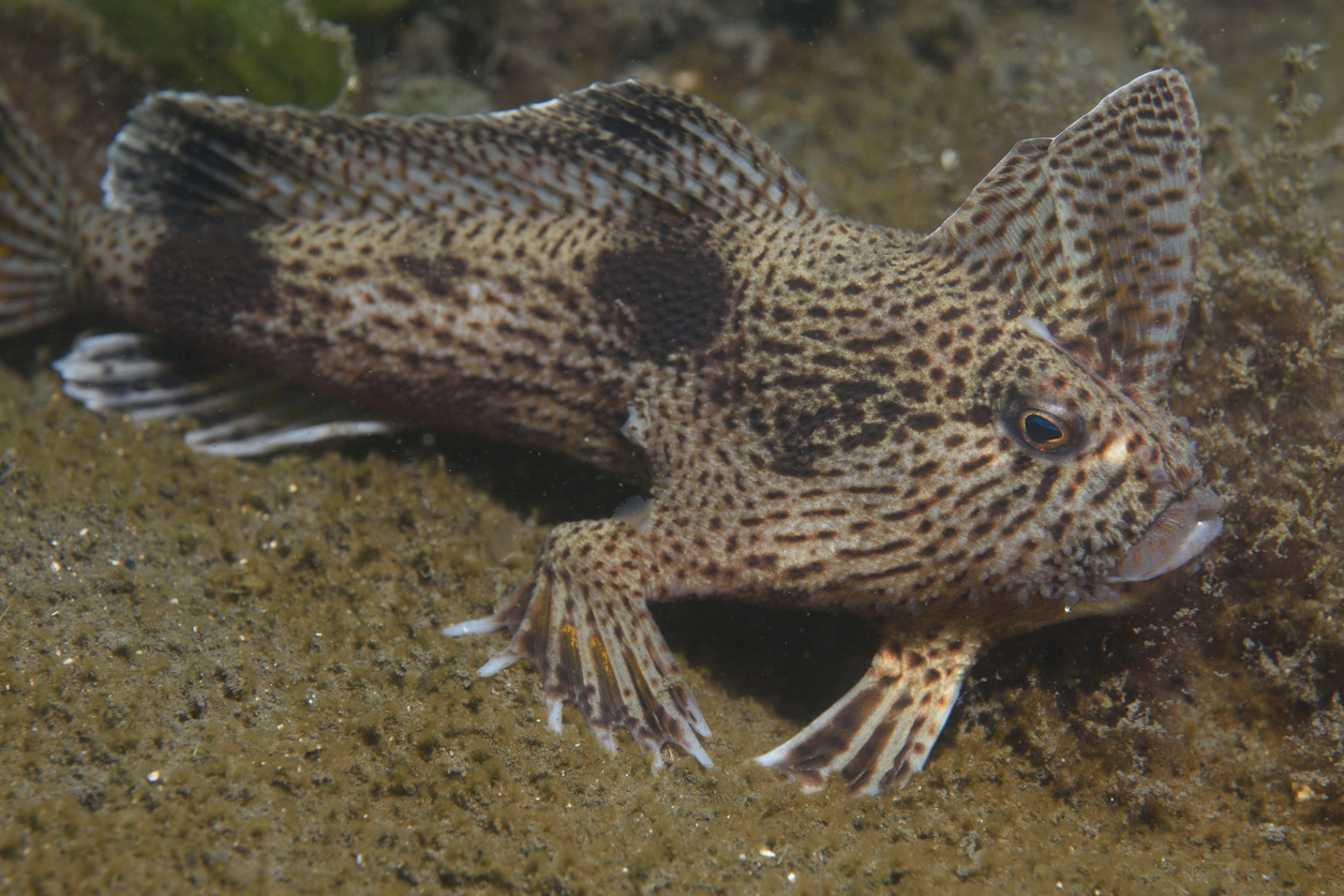 Some Of The Weirdest Fish In The World – The Nature Network