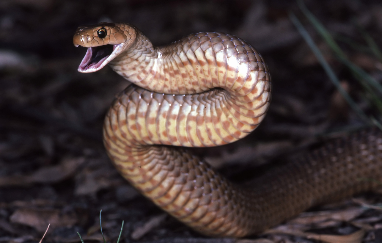 Why Australia’s Most Dangerous Snake Just Became Even Deadlier – The ...