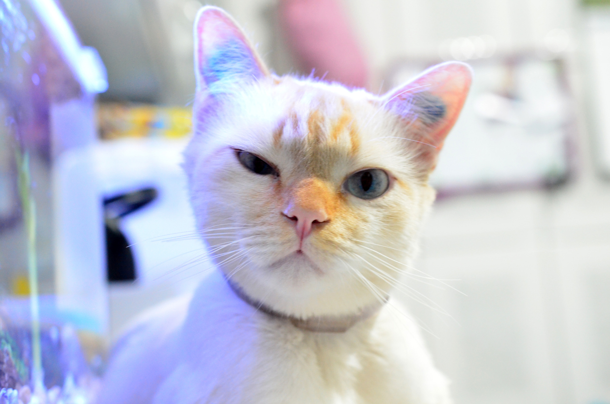 What Are Siamese Flame-Point Cats? – The Nature Network