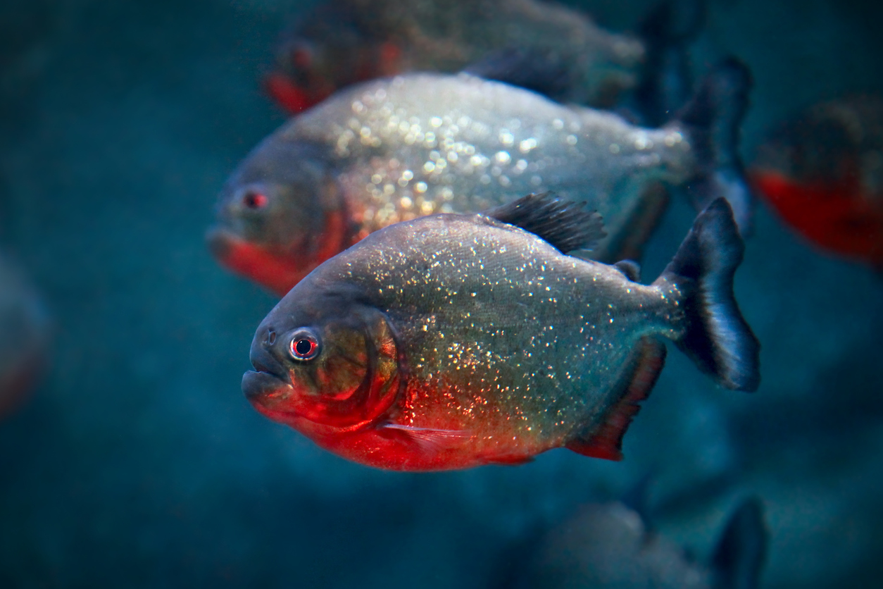 Different Types Of Piranhas (And Which Ones Are Carnivorous) – The ...