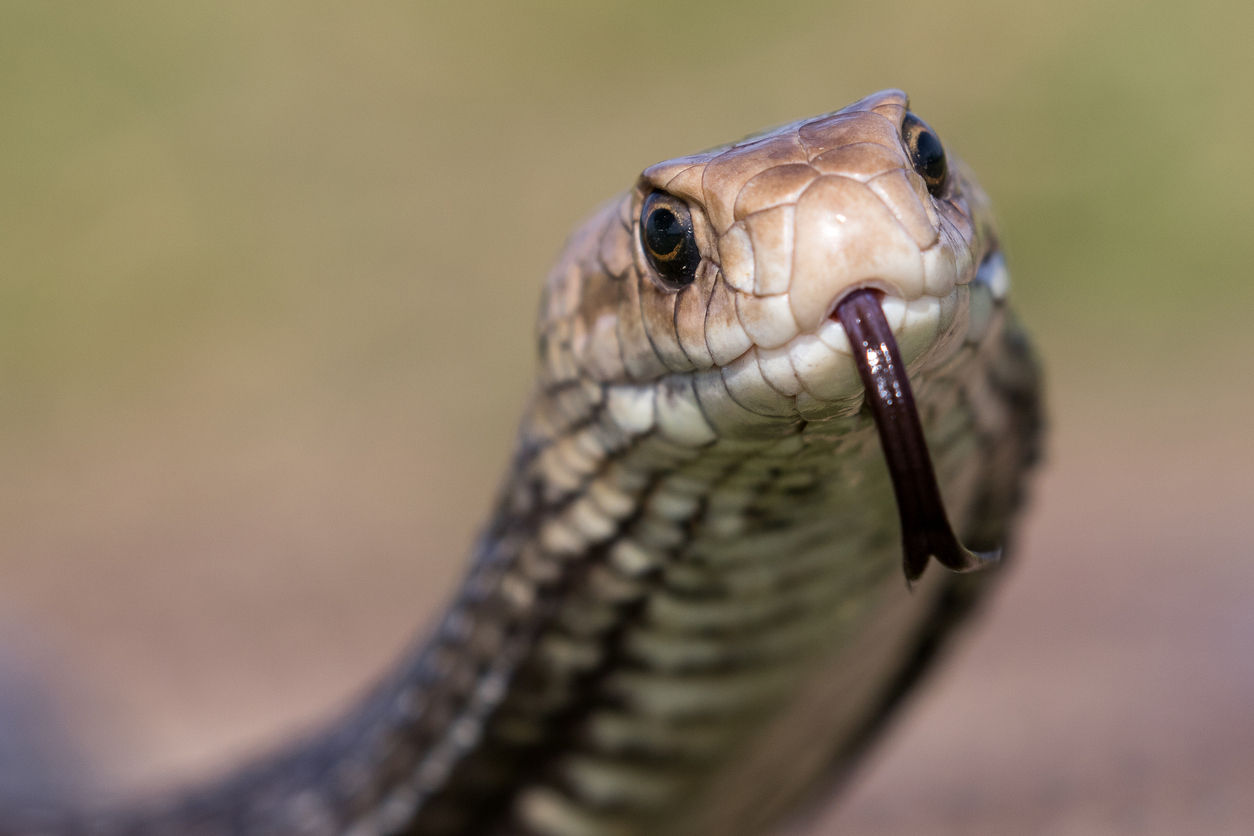 Why Australia’s Most Dangerous Snake Just Became Even Deadlier – The ...