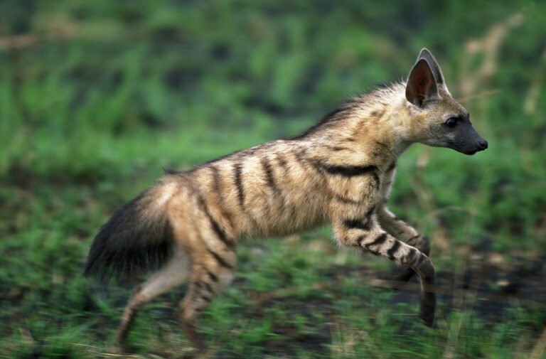 Meet The Aardwolf: The Oddball Carnivore That Prefers Bugs Over Blood ...