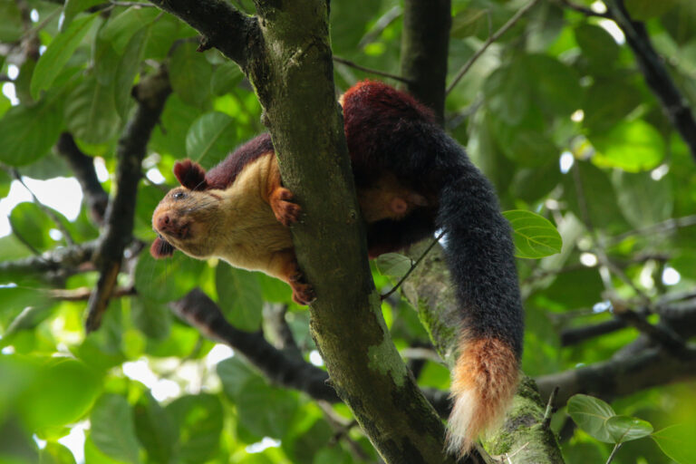 Meet The Malabar Giant Squirrels Of India – The Nature Network