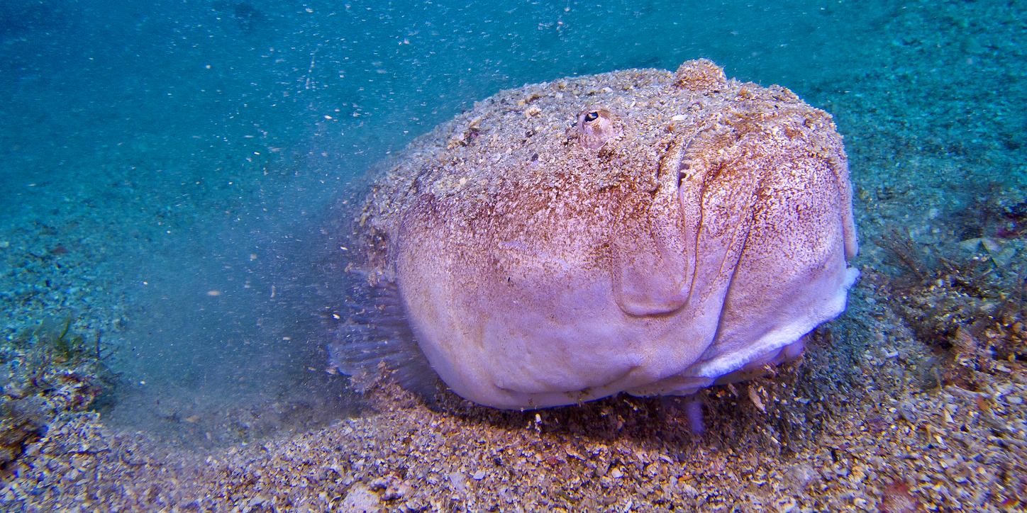 Some Of The Weirdest Fish In The World – The Nature Network