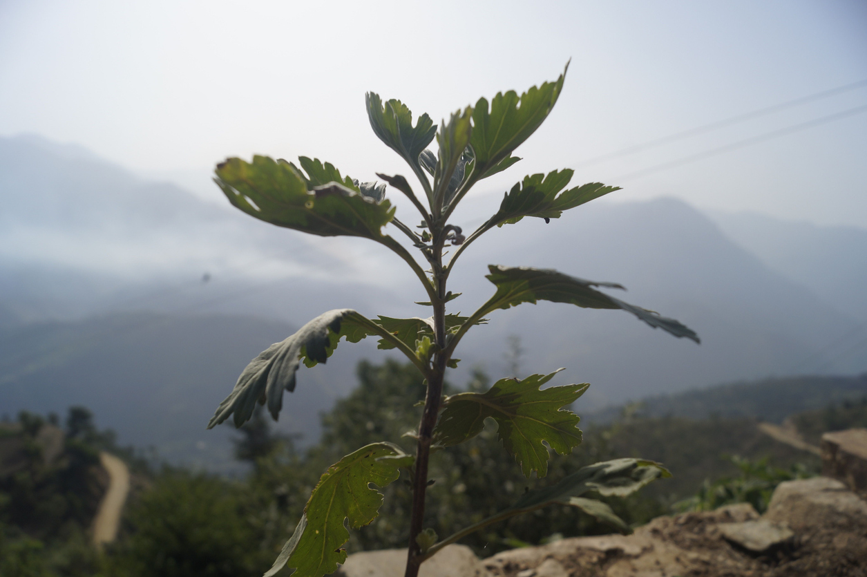 14 Plants That Can Kill You Faster Than You’d Think – The Nature Network