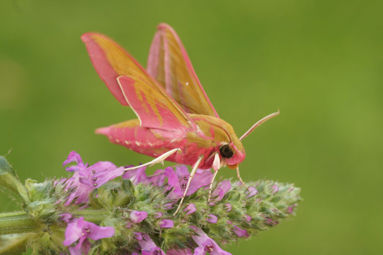 Meet the 10 Most Vibrant and Eye-Catching UK Moths – The Nature Network