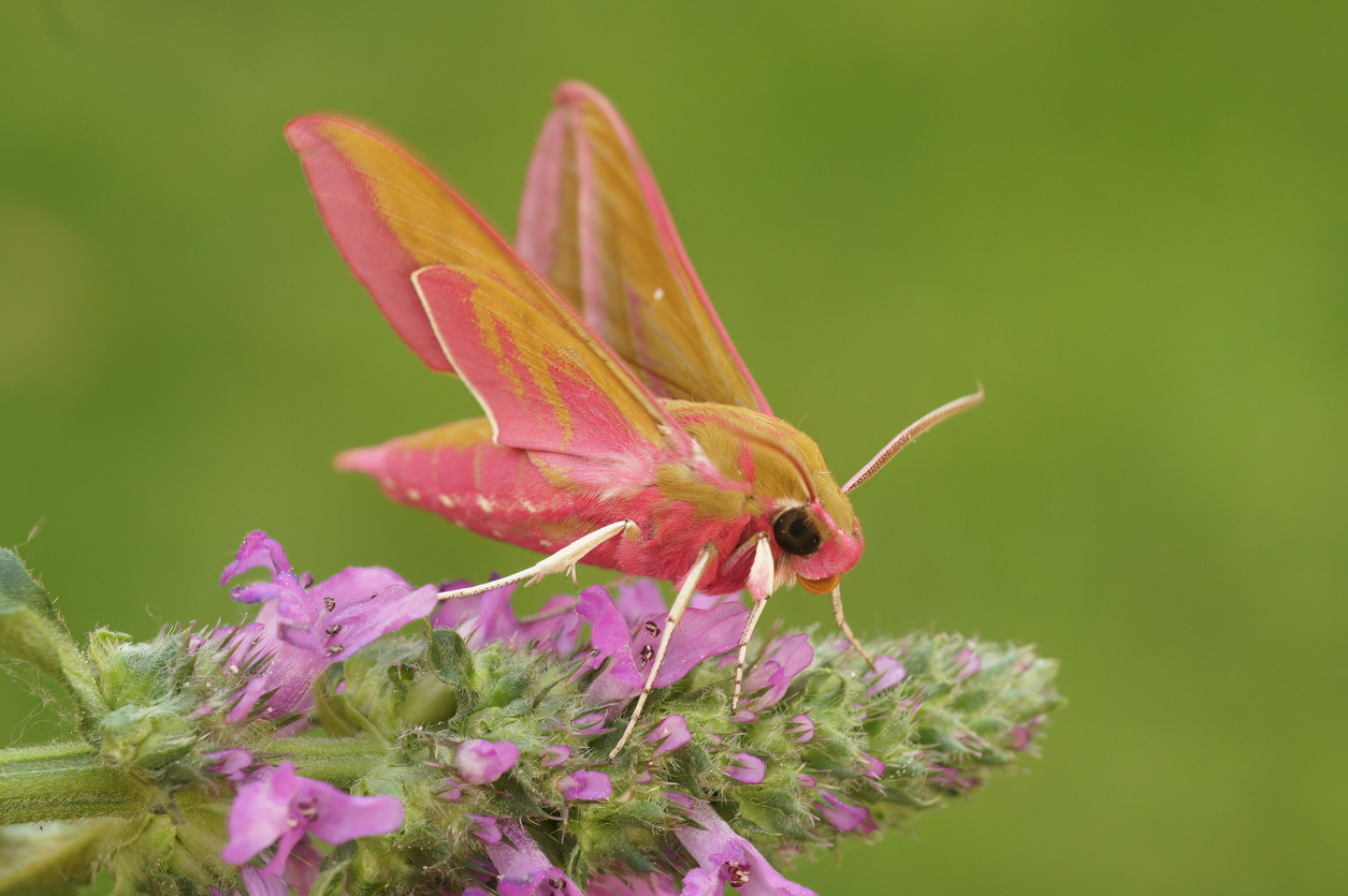 Reasons The Elephant Hawk Moth Is Britain’s Most Beautiful Insect – The ...
