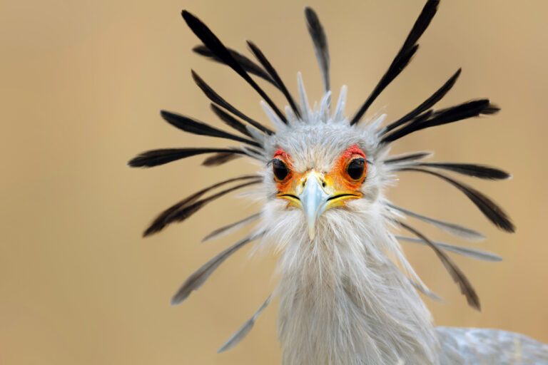 Cutest Birds That Will Melt Your Heart Instantly – The Nature Network