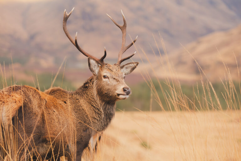 20 Deadliest Animals That Look Completely Harmless – The Nature Network
