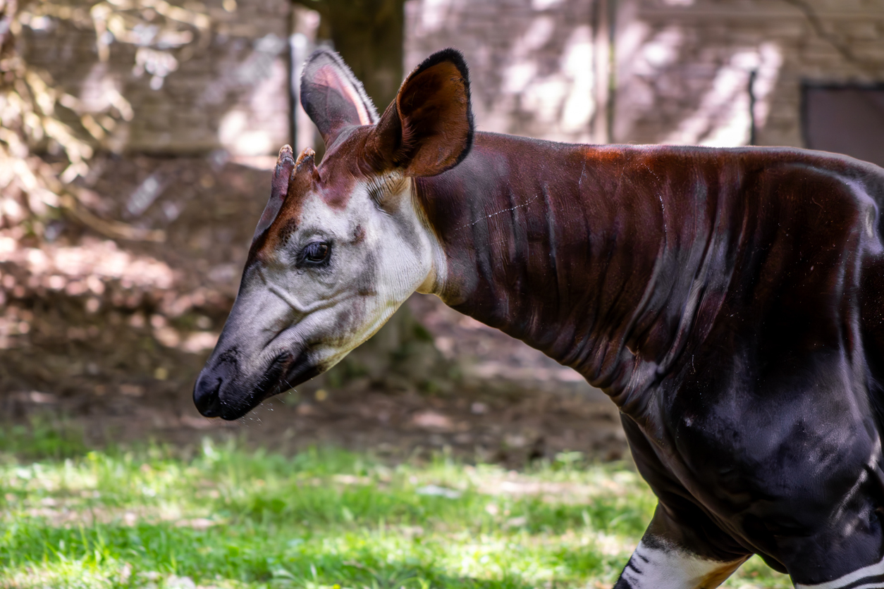 Meet The Okapi, The Adorable Forest Giraffe Only Found In The Congo ...
