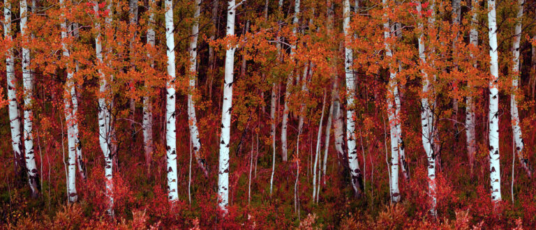 What Would Happen to the Planet (and Us) Without Trees? – The Nature ...