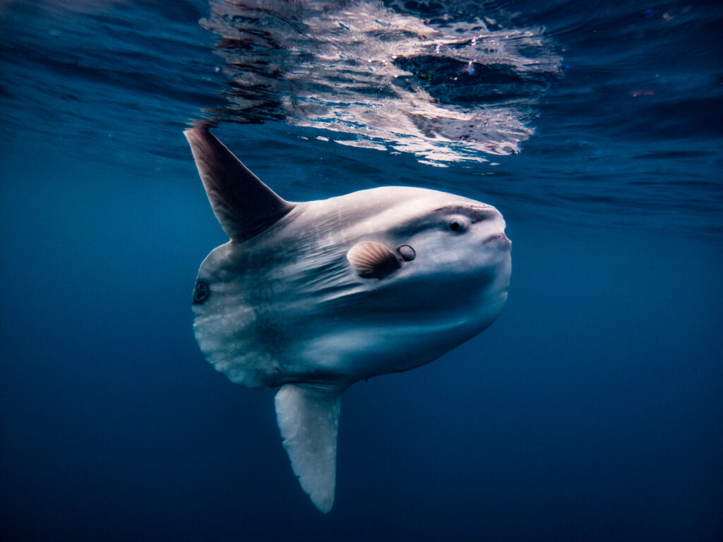 Some Of The Weirdest Fish In The World – The Nature Network