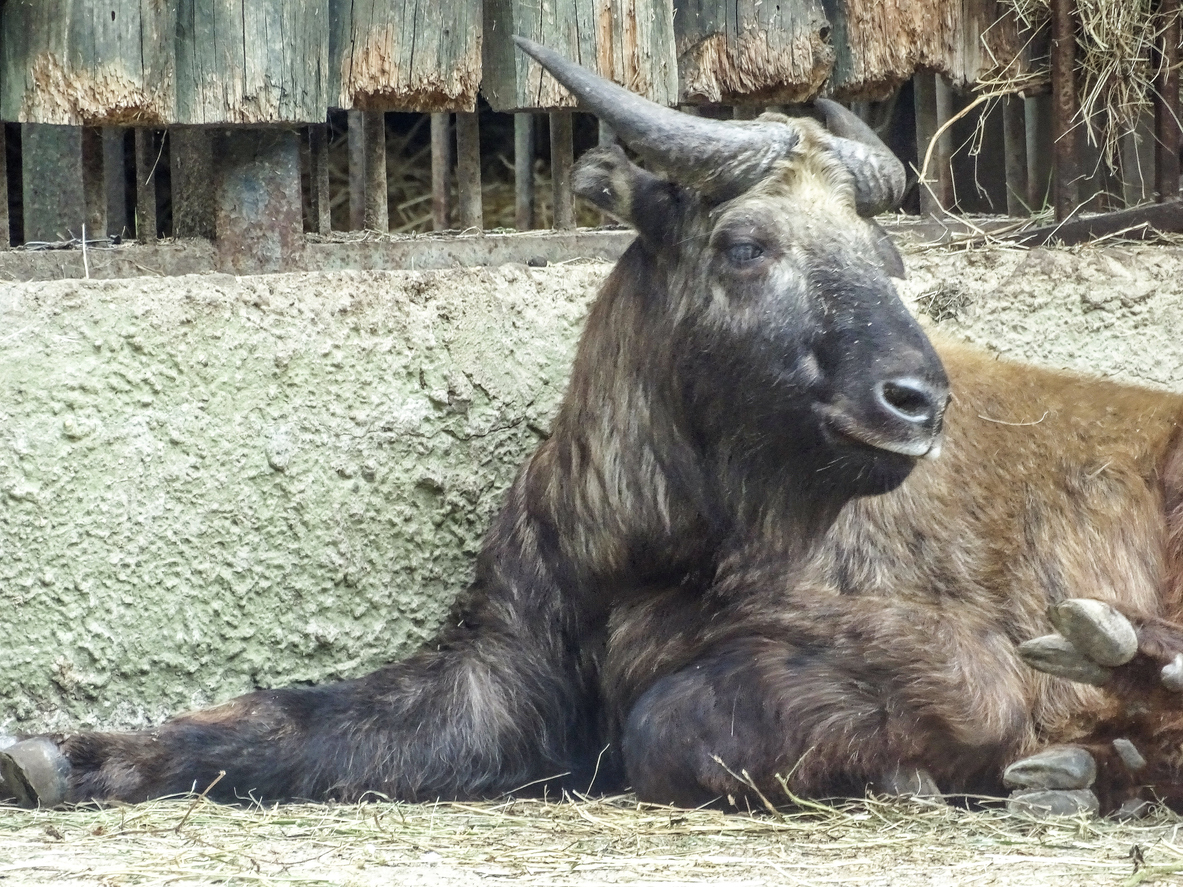 Meet The Takin, The Plant-Eating Animal Roaming The Himalayas – The ...