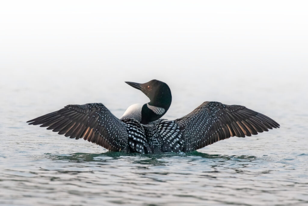 10 Reasons Why the Loon Is Water’s Most Mysterious Bird – The Nature ...