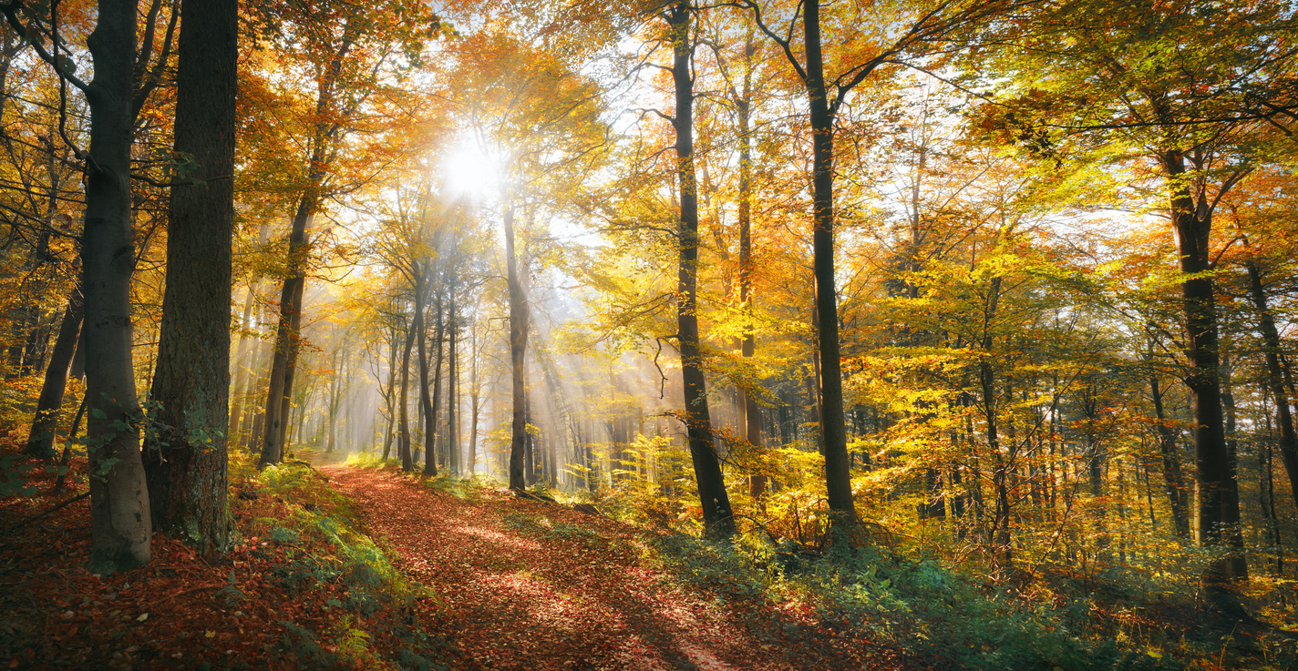 Why Do Leaves Change Colour In Autumn Instead Of Just Falling Off Green ...
