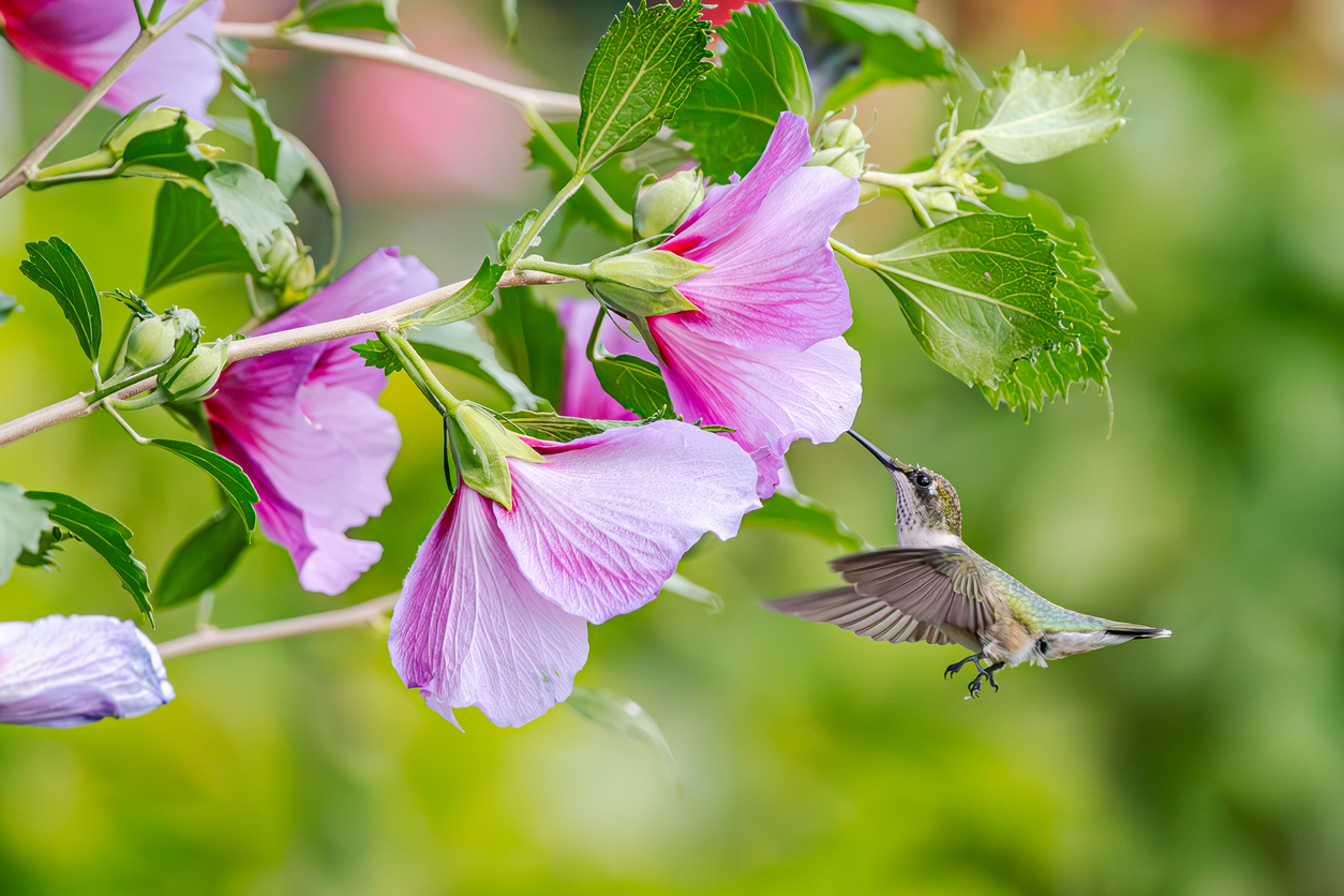 Why Do Hummingbirds Fly Backwards When No Other Birds Can? – The Nature ...