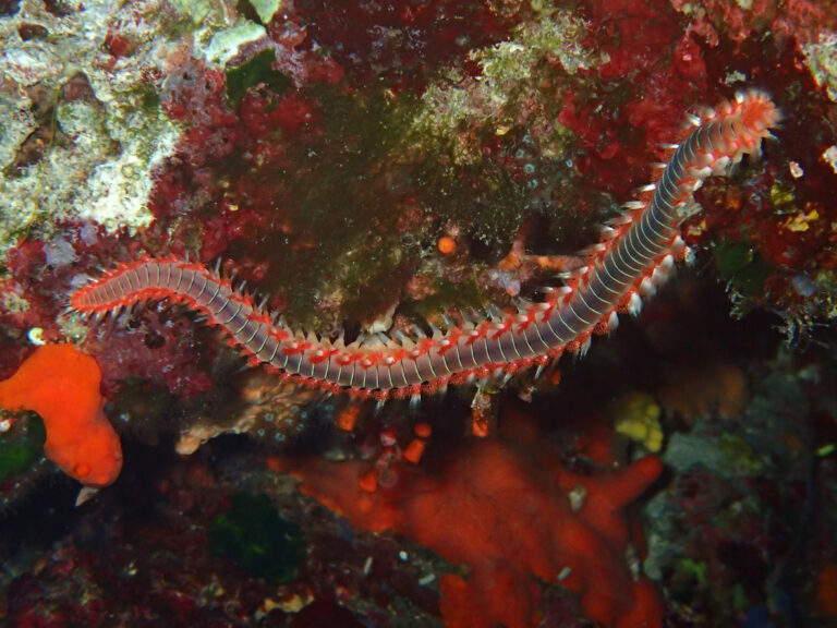 Animals With The Shortest Life Spans – The Nature Network