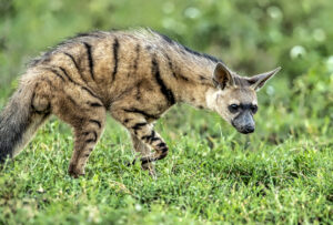 Meet The Aardwolf: The Oddball Carnivore That Prefers Bugs Over Blood ...
