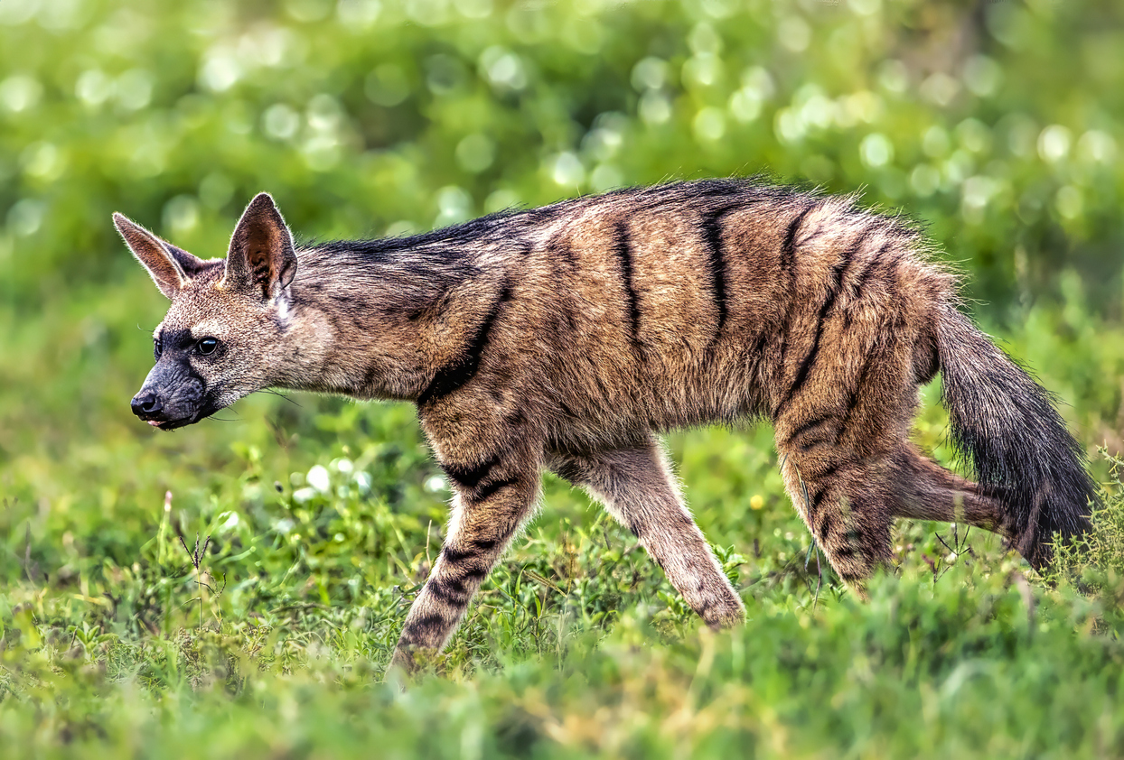 Meet The Aardwolf: The Oddball Carnivore That Prefers Bugs Over Blood ...
