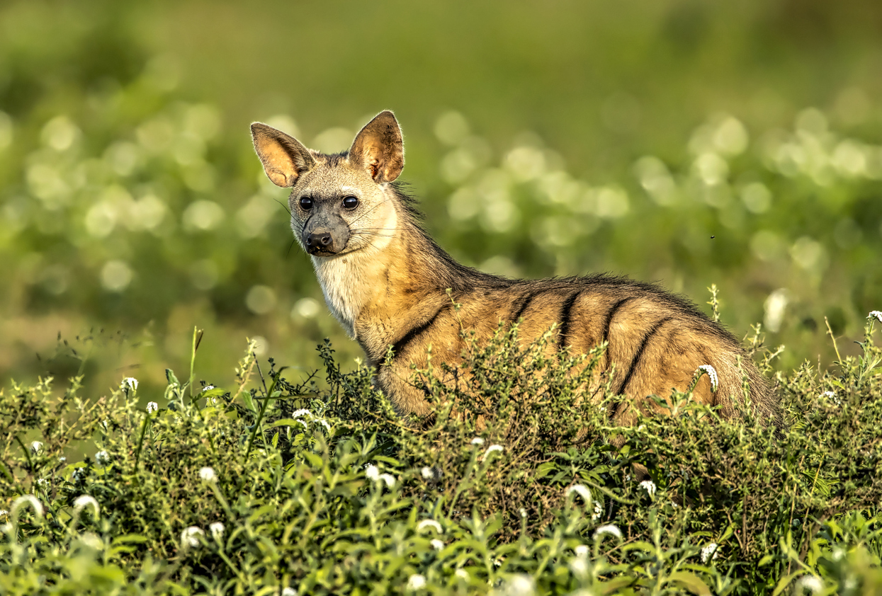 Meet The Aardwolf: The Oddball Carnivore That Prefers Bugs Over Blood ...