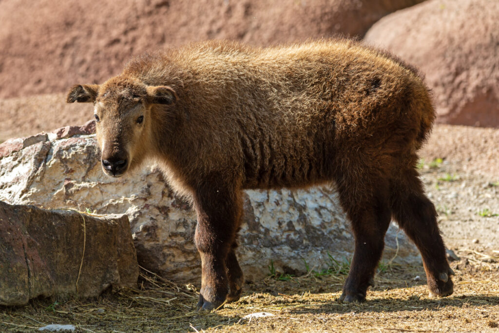 Meet The Takin, The Plant-Eating Animal Roaming The Himalayas – The ...