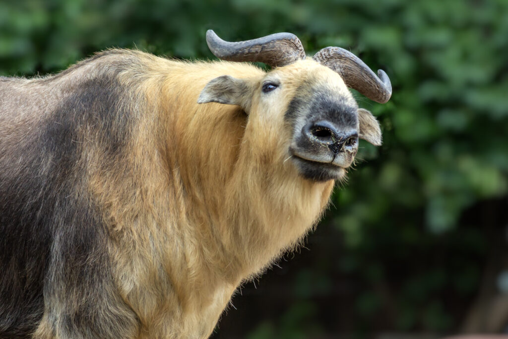 Meet The Takin, The Plant-Eating Animal Roaming The Himalayas – The ...