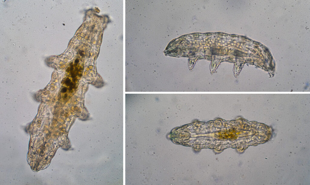 Meet The Tardigrade, The Tiny Animal That Can Survive In Space – The ...