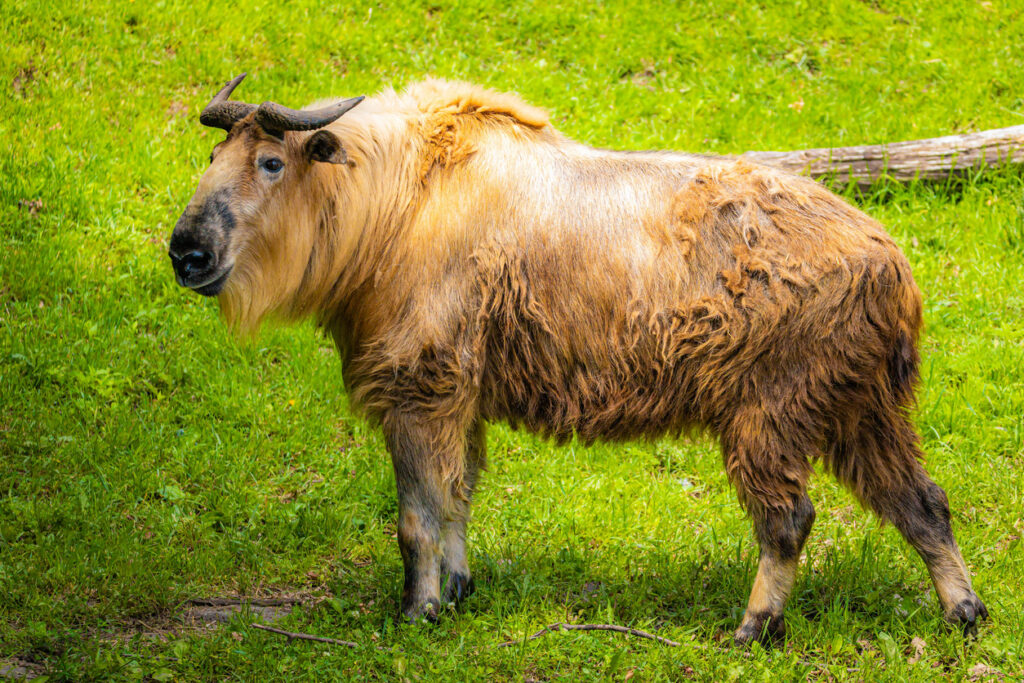 Meet The Takin, The Plant-Eating Animal Roaming The Himalayas – The ...