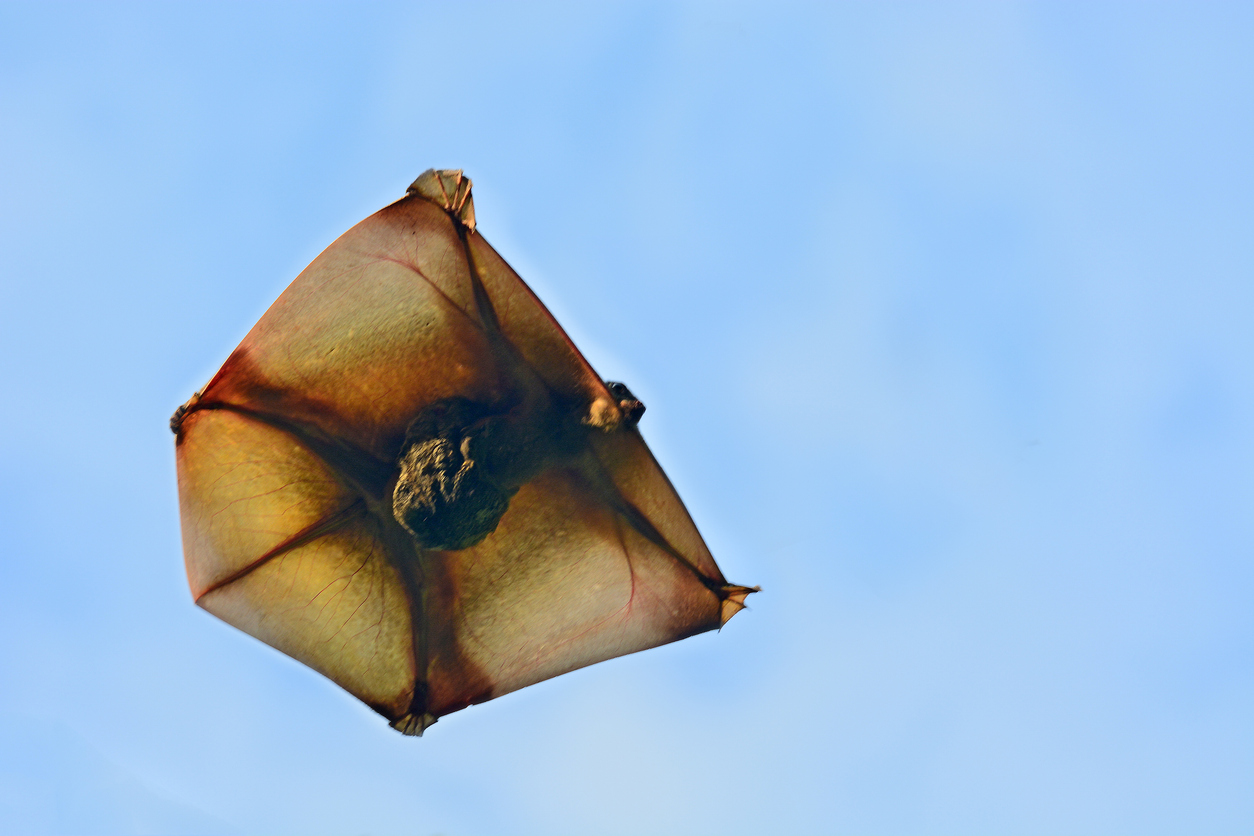 Meet The Colugo, The So-Called Flying Lemur That Got Its Name All Wrong ...