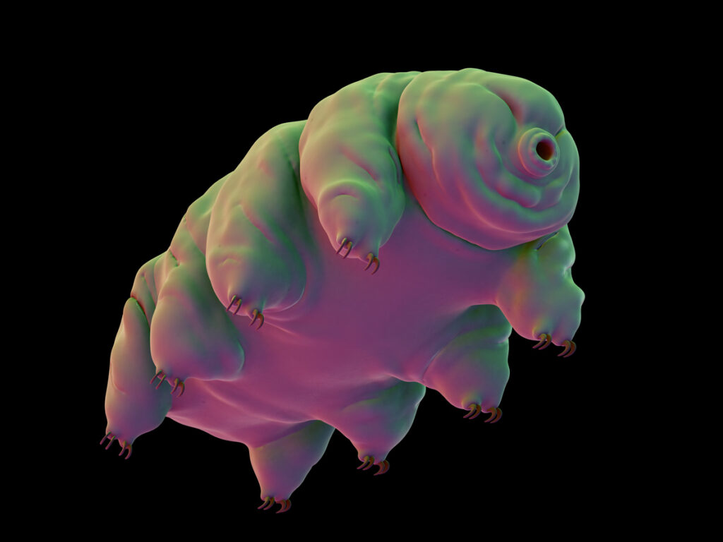 Meet The Tardigrade, The Tiny Animal That Can Survive In Space – The ...