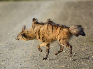 Meet The Aardwolf: The Oddball Carnivore That Prefers Bugs Over Blood ...