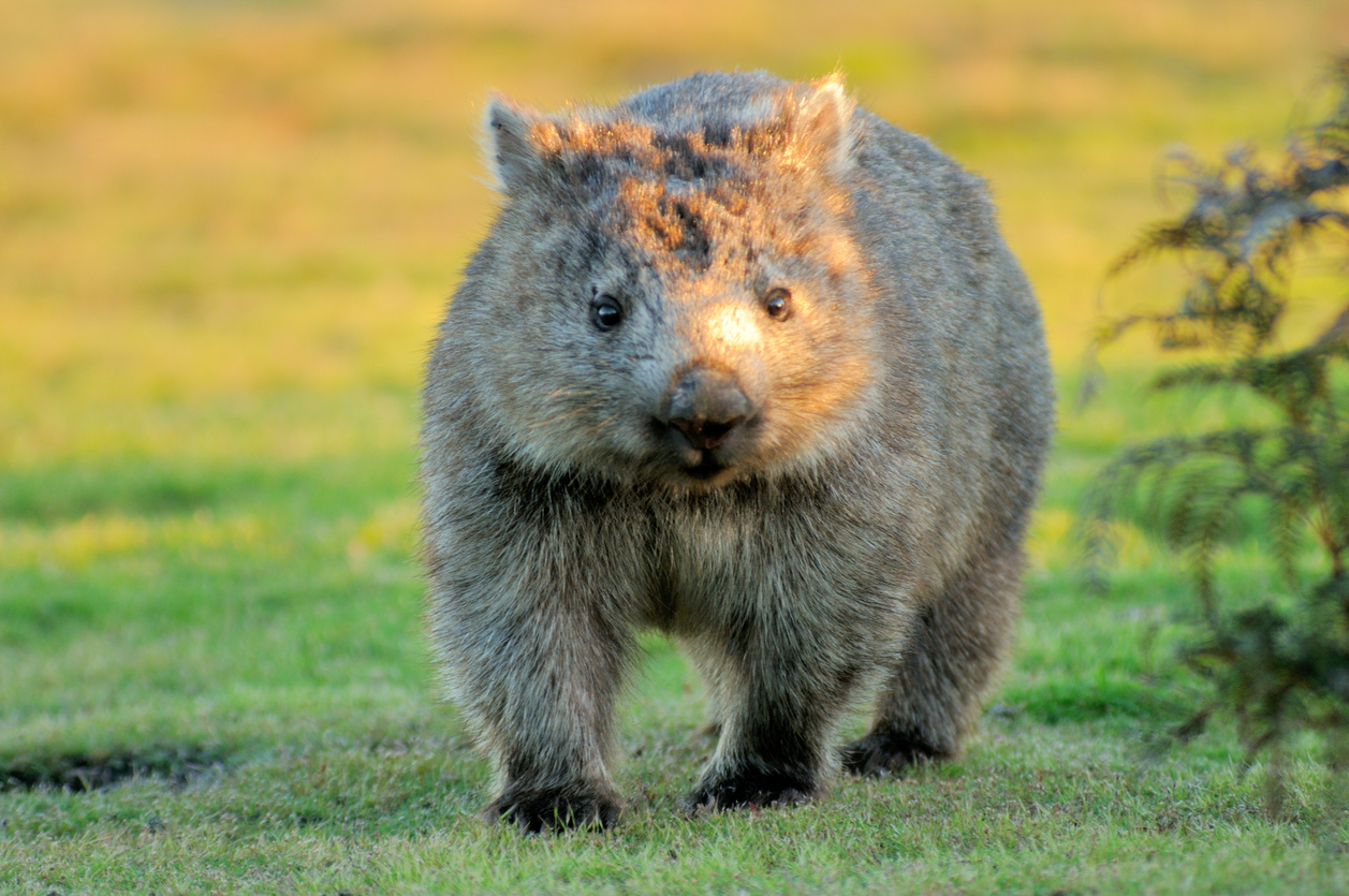 International Wombat Day Celebrates Australia’s Toughest (and Cutest ...