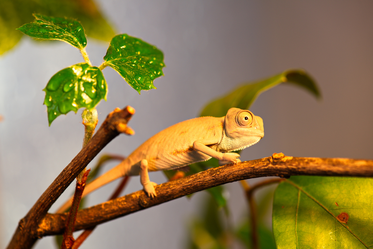 Why Do Chameleons Change The Colour Of Their Skin? – The Nature Network