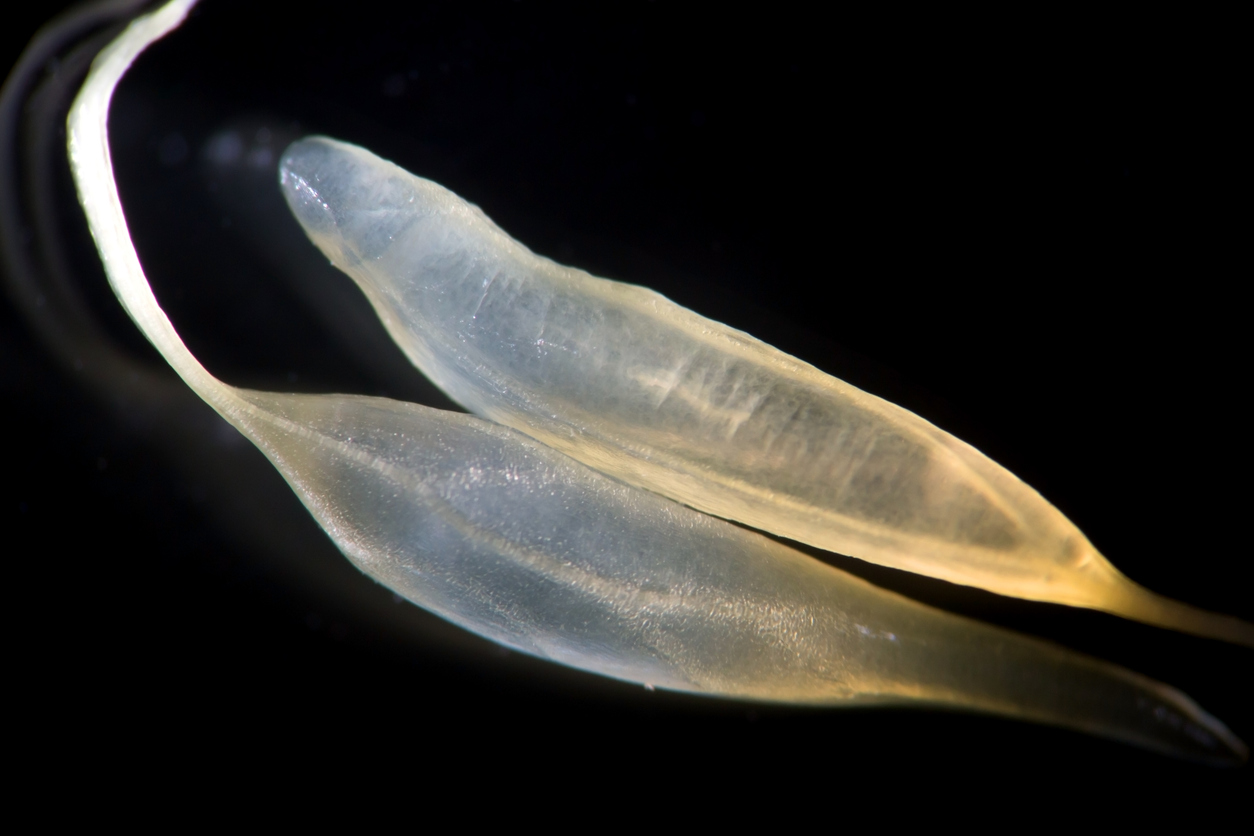 Animals With The Shortest Life Spans – The Nature Network