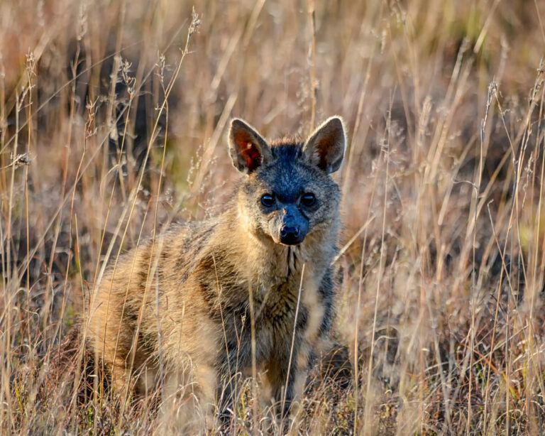 Meet The Aardwolf: The Oddball Carnivore That Prefers Bugs Over Blood ...