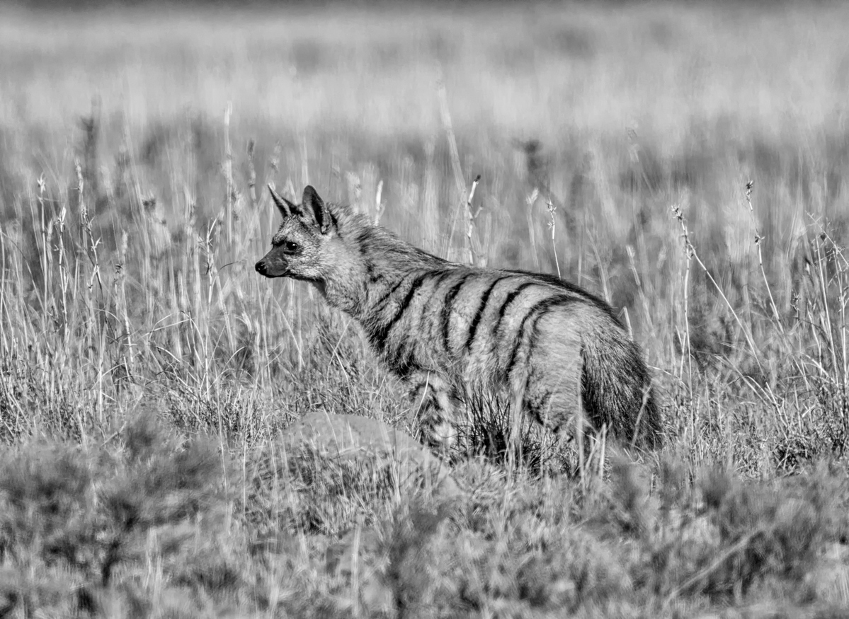 Meet The Aardwolf: The Oddball Carnivore That Prefers Bugs Over Blood ...