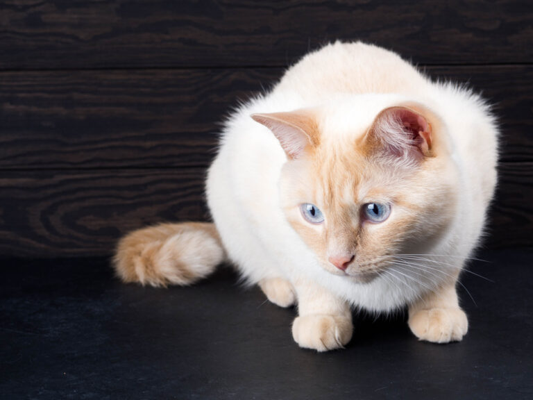 What Are Siamese Flame-Point Cats? – The Nature Network