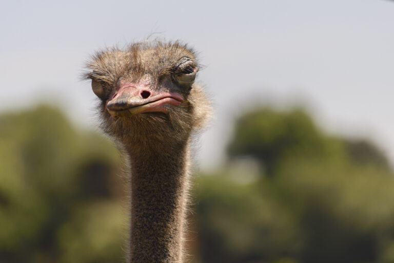 13 Animal Stereotypes Everyone Believes (But Aren’t True) – The Nature ...