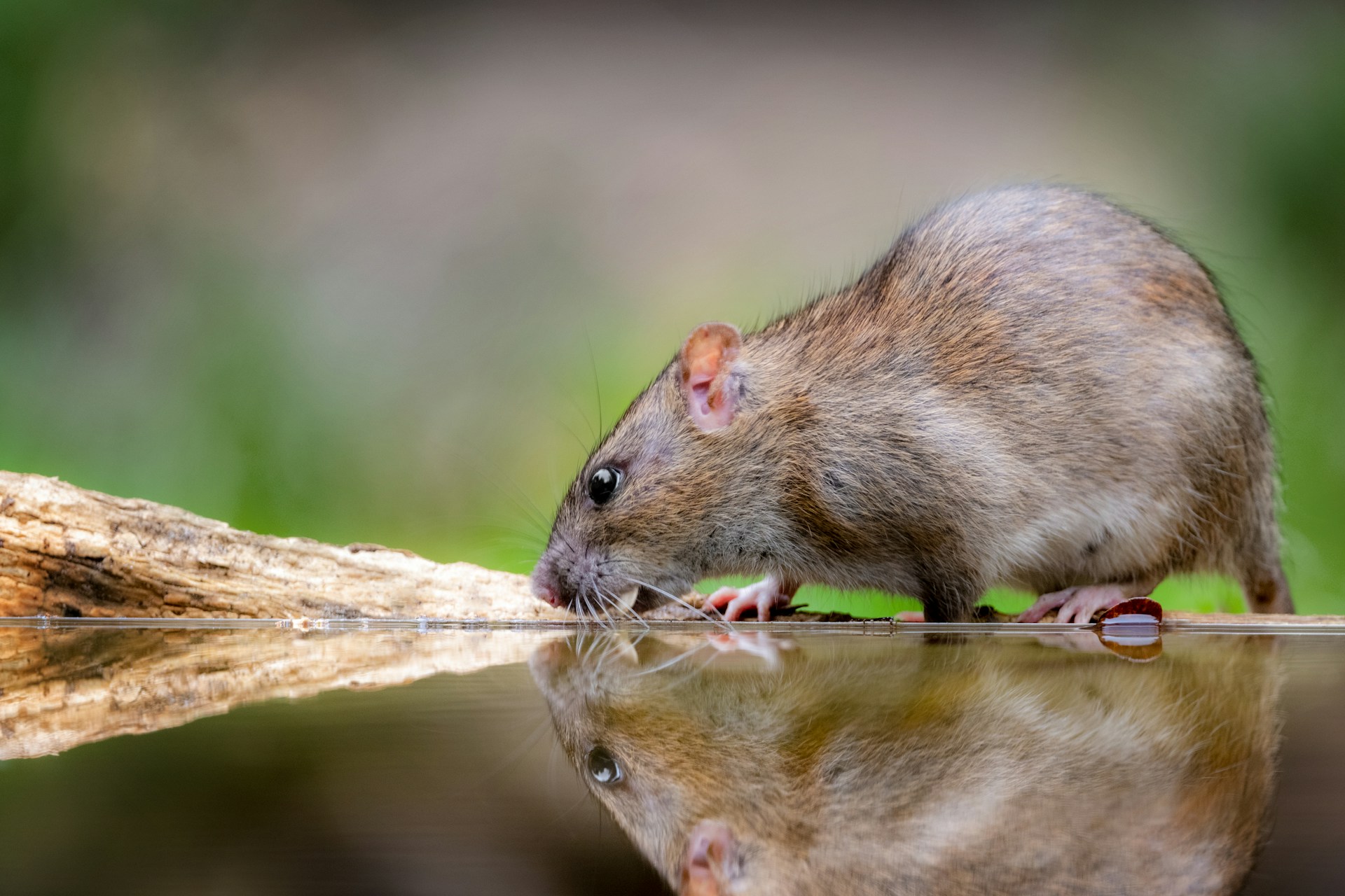The Most Dangerous Creatures You Can Meet in the UK – The Nature Network