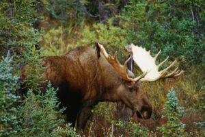 How Big Do Moose Actually Get? (Spoiler Alert: Bigger Than You Think ...