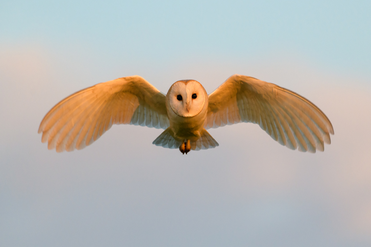 13 Animal Stereotypes Everyone Believes (But Aren’t True) – The Nature ...