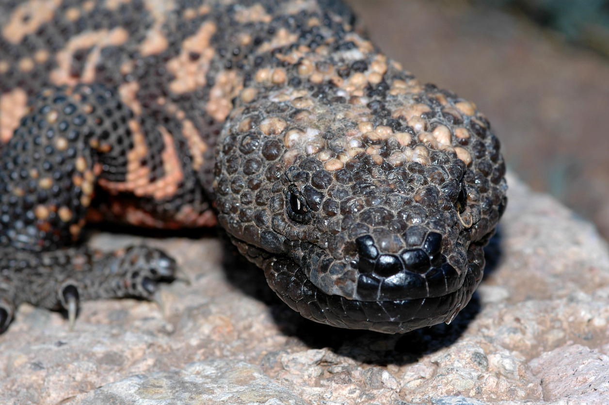 Meet the Gila Monster, the Lizard That Injects Venom Slowly – The ...