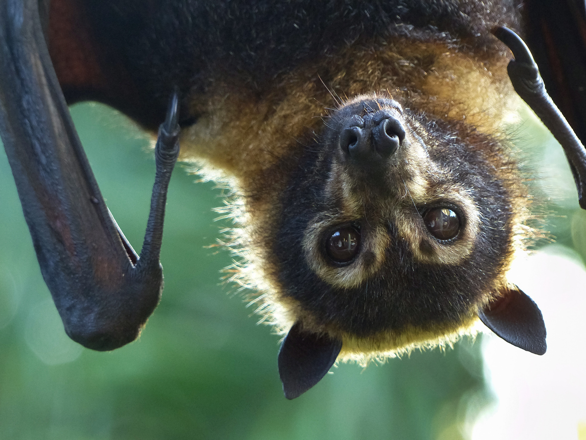 13 Animal Stereotypes Everyone Believes (But Aren’t True) – The Nature ...