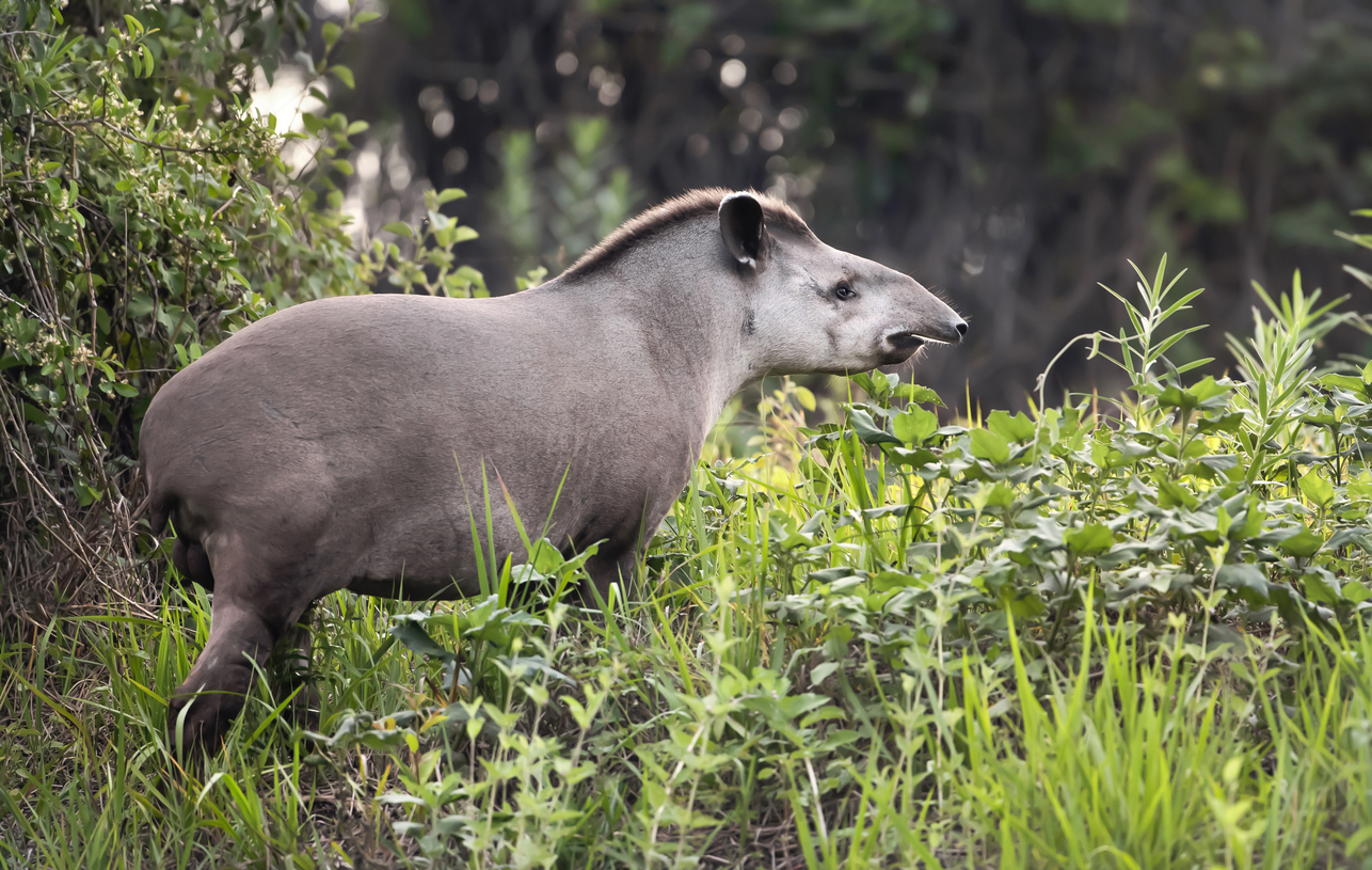 12 Animals With Noses You Won’t Believe Are Real – The Nature Network