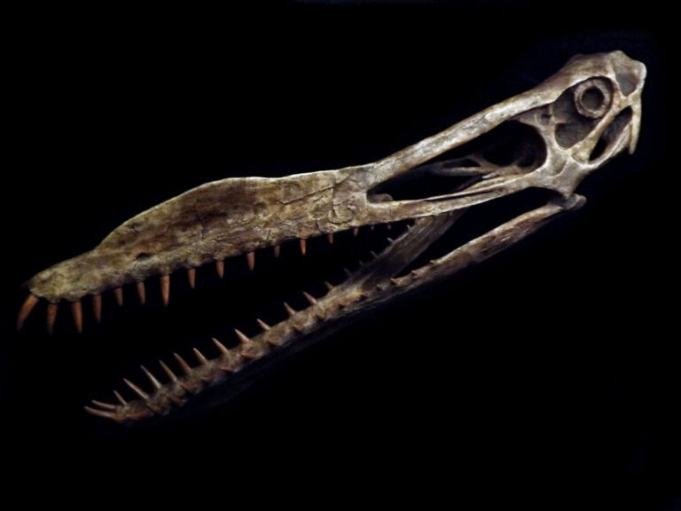 How Real Animals Inspired Legendary Dragon Types – The Nature Network